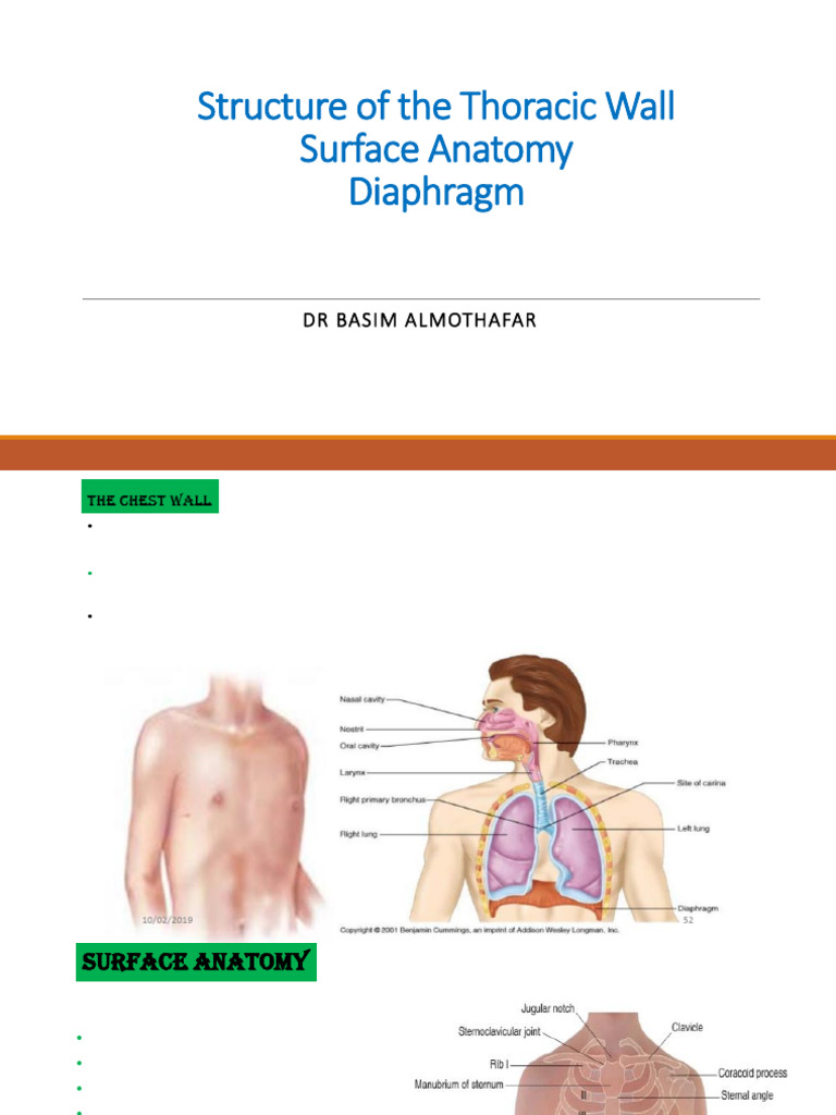 Structure of The Thoracic Wall Surface AnatomyDiaphragm - PDF - 2023.05 ...