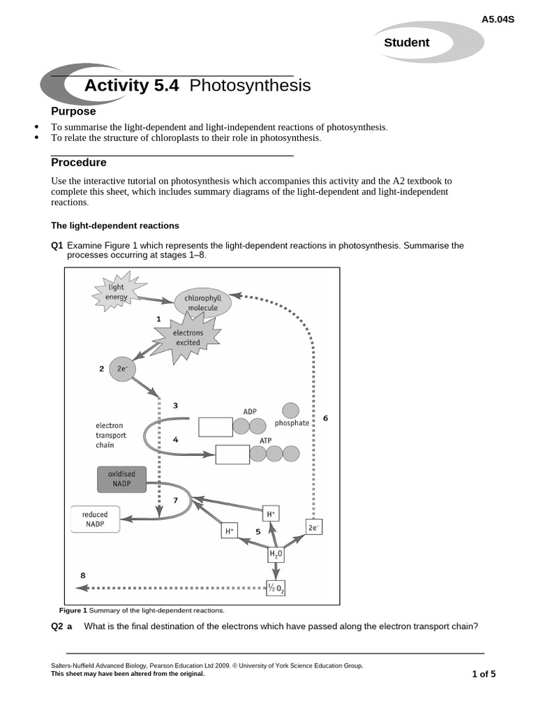A5_4S Photosynthesis Review | PDF | Photosynthesis | Chloroplast