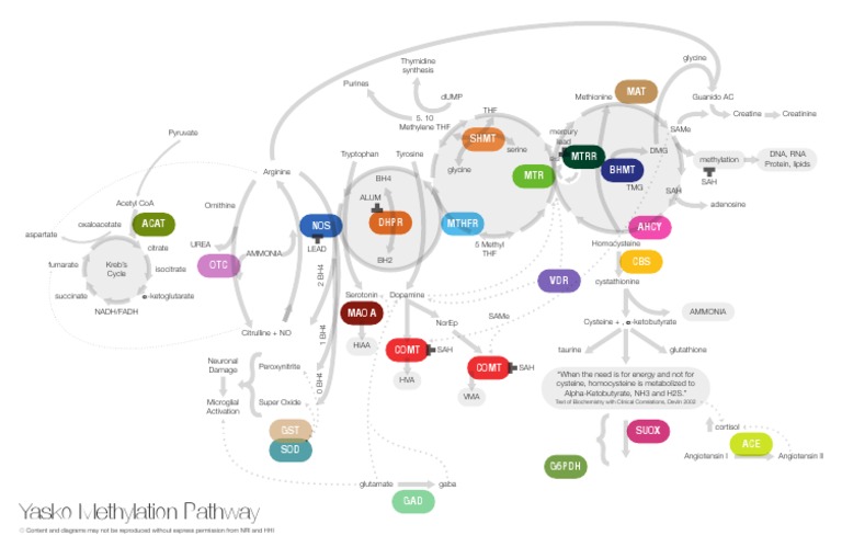 Yasko Methylation Cycle | PDF