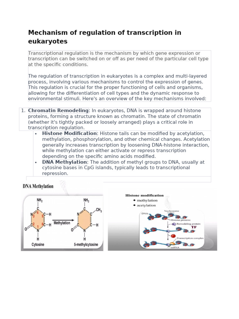 Mechanism of Regulation of Transcription in Eukaryotes | PDF ...