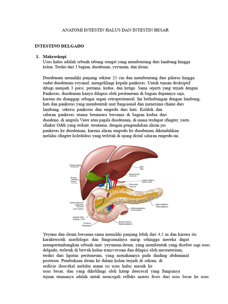 Anatomi Usus Halus dan Usus Besar | PDF