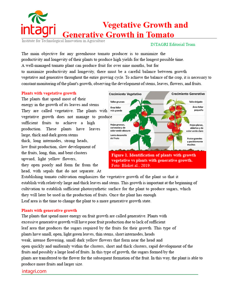 Vegetative Growth and Generative Growth in Tomato | PDF | Plants | Tomato