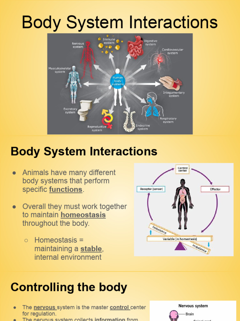 2025 Body Systems Interactions | PDF | Human Body | Circulatory System