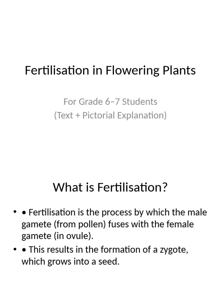 Fertilisation in Flowering Plants Explained | PDF