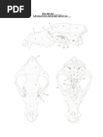 Dog Anatomy and Dissection Guide | PDF