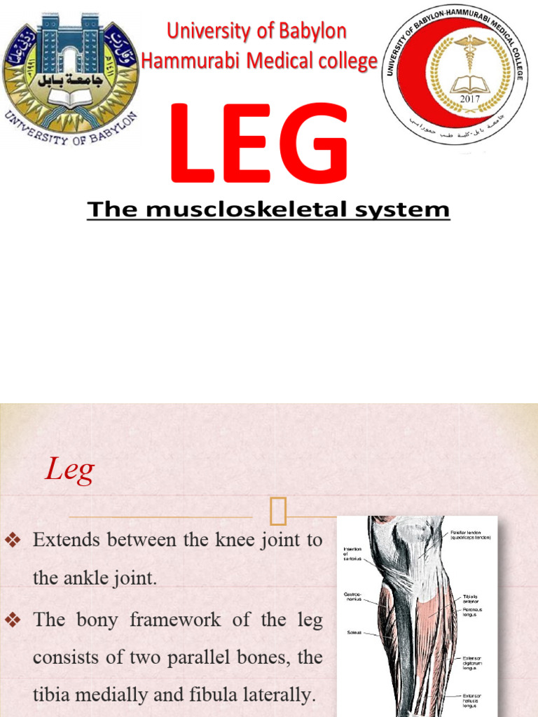 Anterio-Lateral Compartment of Leg | PDF | Human Leg | Foot