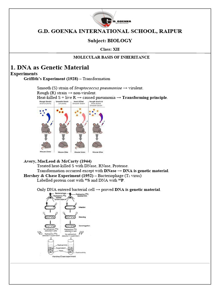 Molecular Basis of Inheritance | PDF | Dna | Genetic Code
