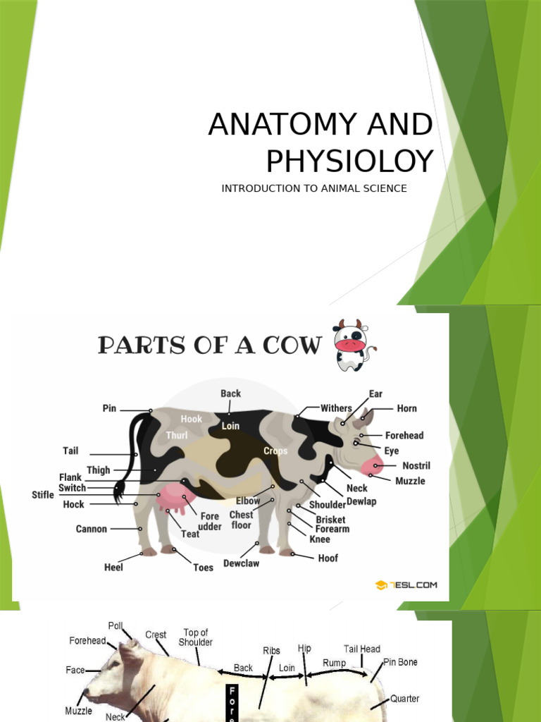 ANATOMY | PDF | Ruminant | Digestion