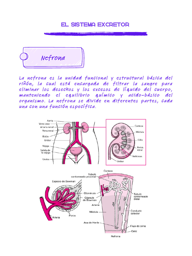 Funciones y enfermedades de la nefrona | PDF | Riñón | Medicina CLINICA