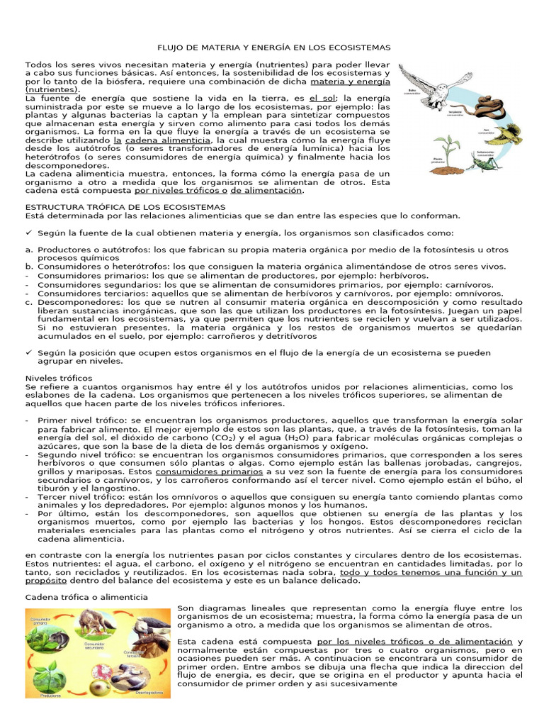 Flujo de Energía y Materia en Ecosistemas | PDF | Red alimentaria ...