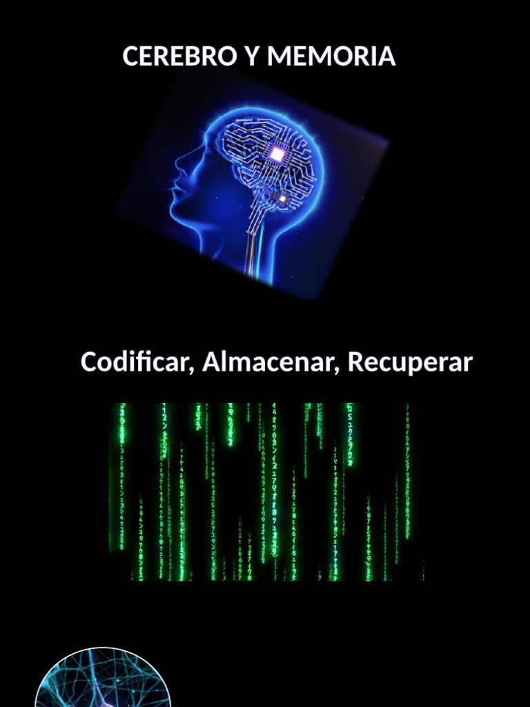Cerebro Y Memoria S1an Pdf