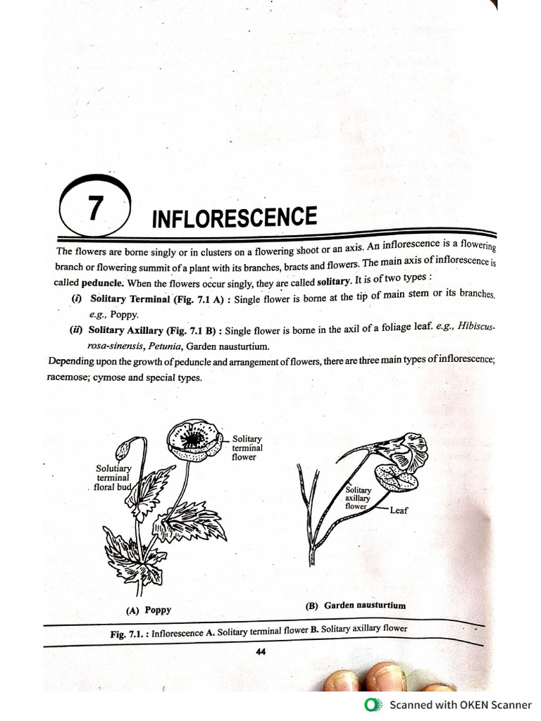 Botany (Inflorescence) | PDF