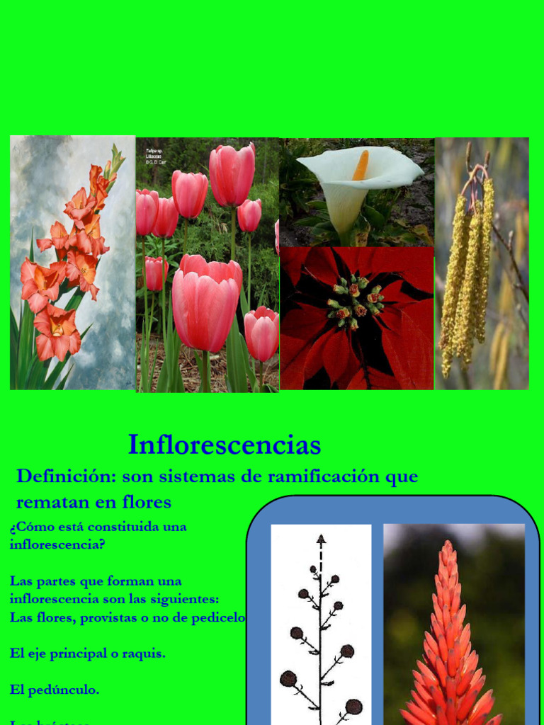 Inflorescencias 2021 | PDF | Plantas | Morfología Vegetal