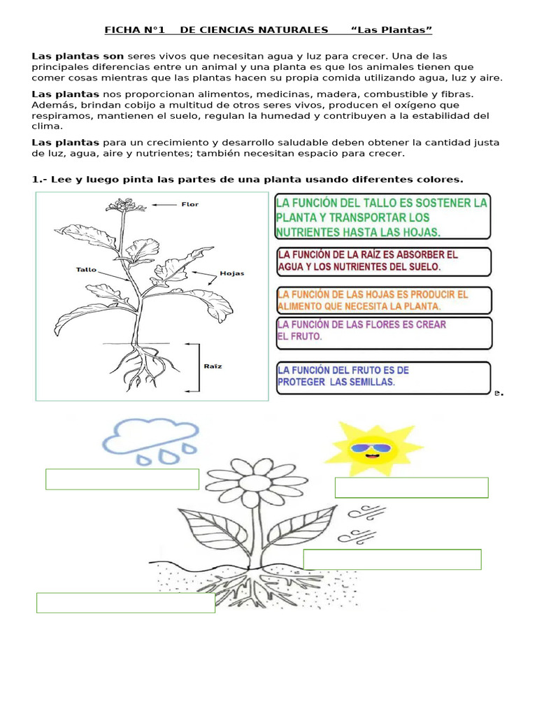 FICHA N°1 Las Plantas | PDF