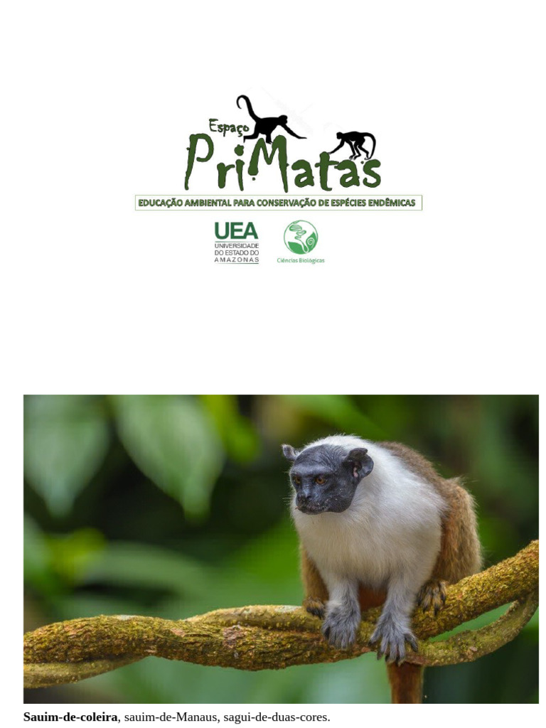 Espécies de Macacos Brasileiros | PDF