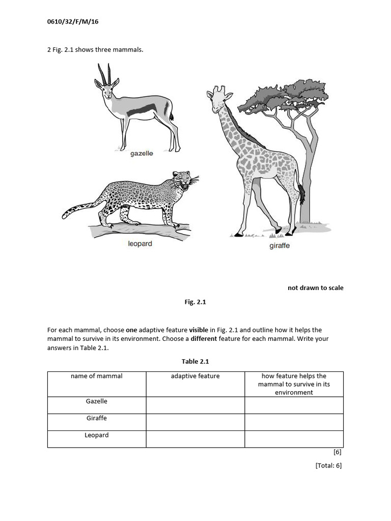 Past Paper Practice Questions Chapter 1 Classification | PDF | Felidae | Leaf