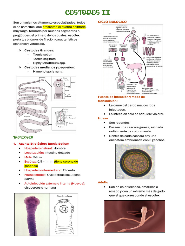 APS15 - Cestodes II | PDF | Especialidades Medicas | Enfermedades animales