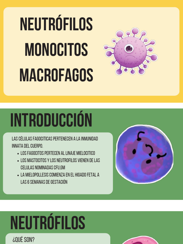 Neutrófilos y Macrófagos en Inmunidad | PDF | Sistema inmune | Macrófago