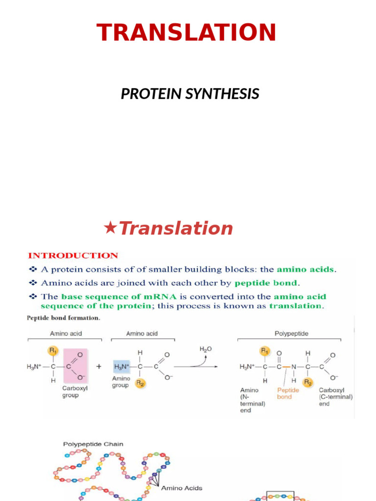 Translation and Gene Expression | PDF