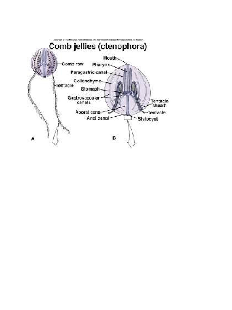 PHYLUM CTENOPHORA AND ACOELOMATES (1) | PDF | Tentacle | Human ...