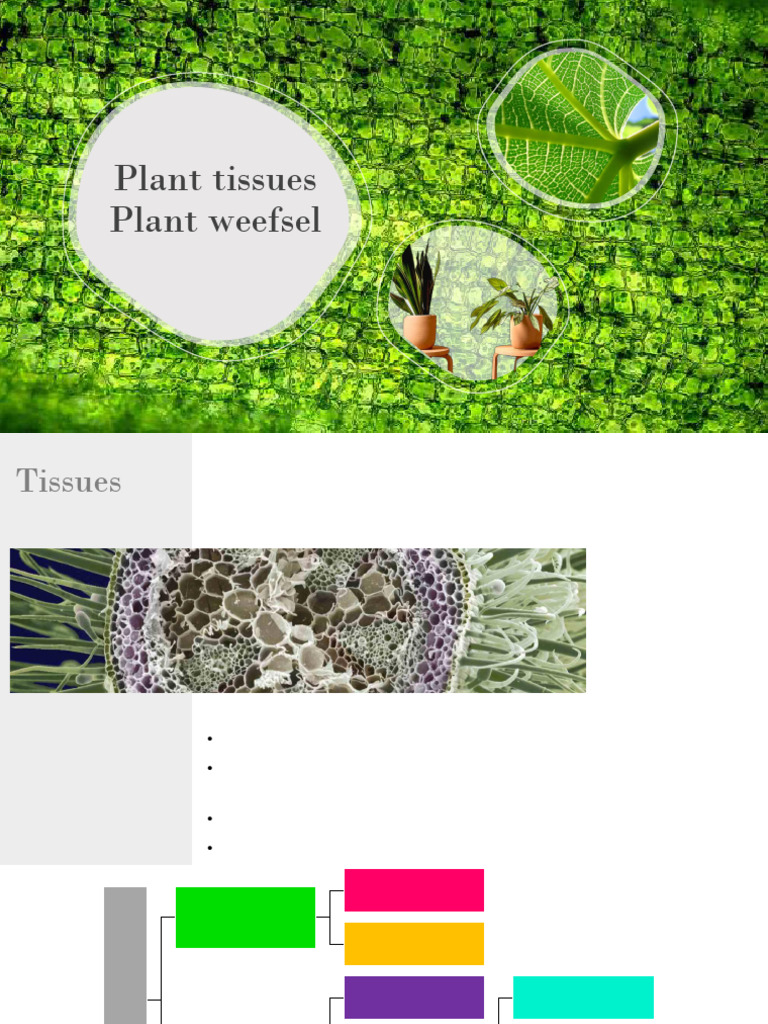 Overview of Plant Tissues and Functions | PDF | Tissue (Biology ...