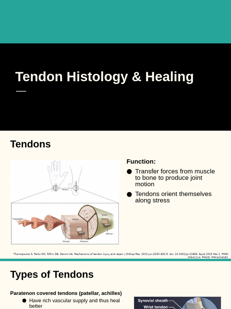 Tendon Histology and Healing Overview | PDF | Tendon | Wound Healing
