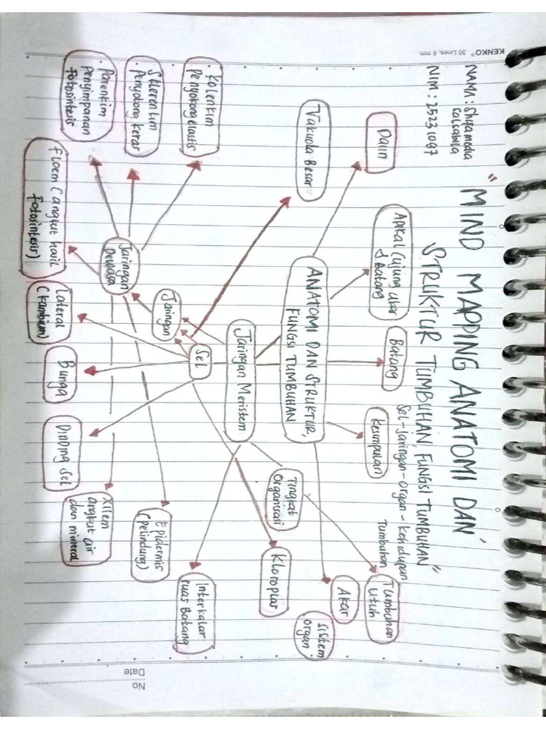 Mind Mapping Anatomi Dan Struktur Tumbuhan, Fungsi Tumbuhan - Shifa ...
