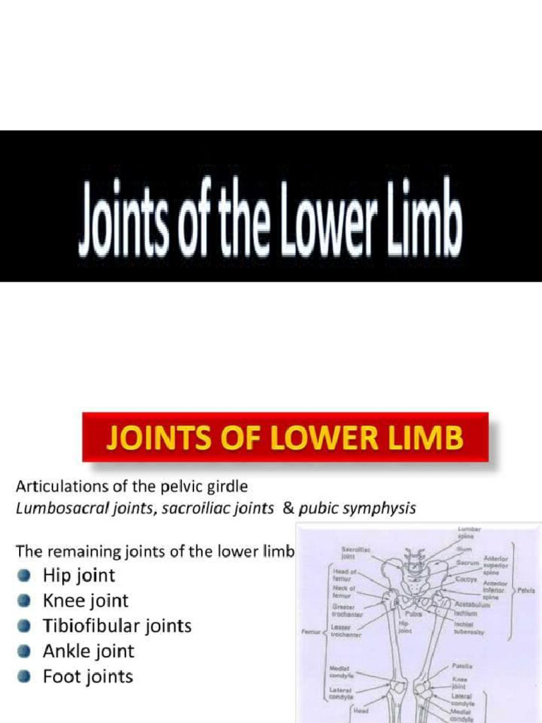 Joints of The Lower Limb | PDF