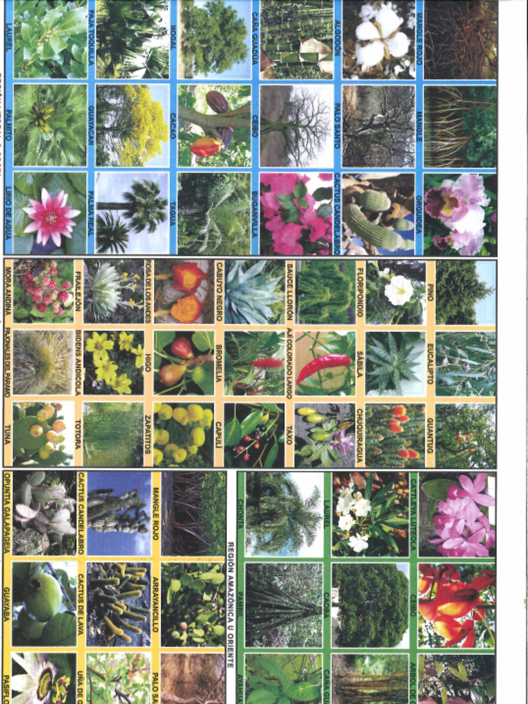 Lamina de Flora Del Ecuador | PDF