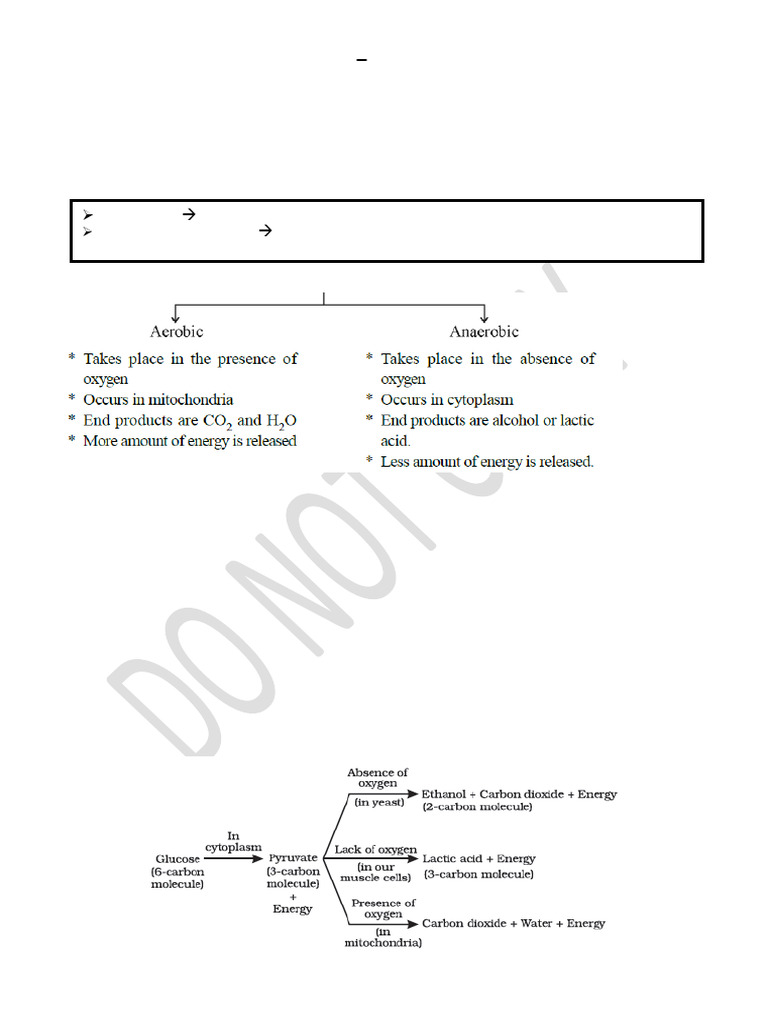Understanding Respiration Processes | PDF | Cellular Respiration ...