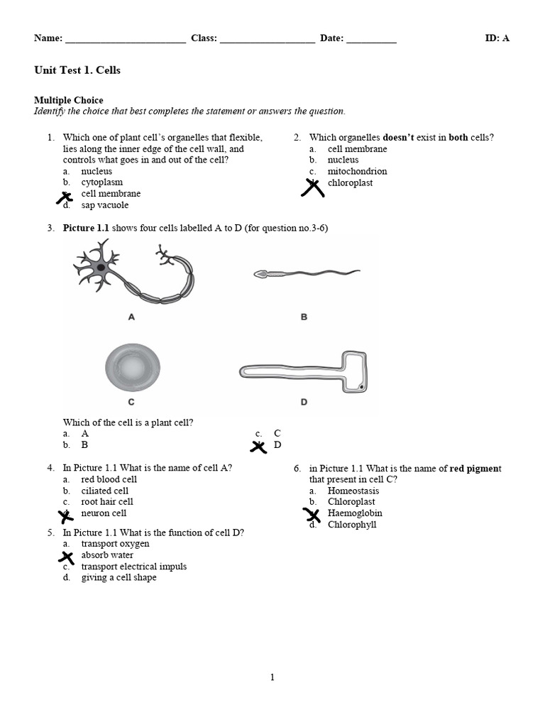 Cells Unit Test: Multiple Choice & Short Answers | PDF | Cell (Biology ...