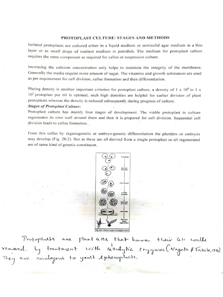 Protoplast Culture | PDF