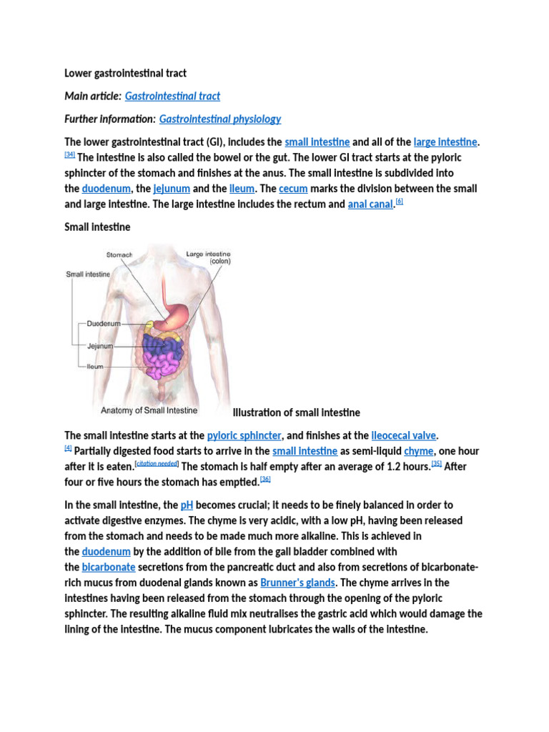 Overview of the Lower GI Tract | PDF | Gastrointestinal Tract | Small ...