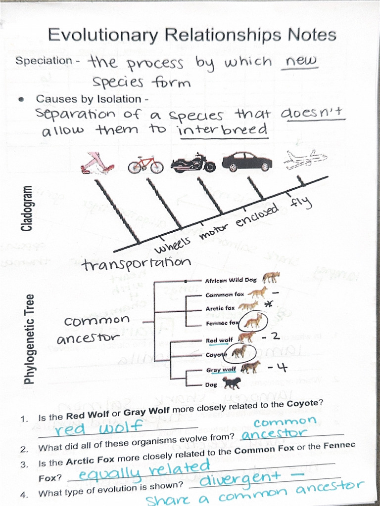 Evolutionary Relationship Notes (KEY) | PDF