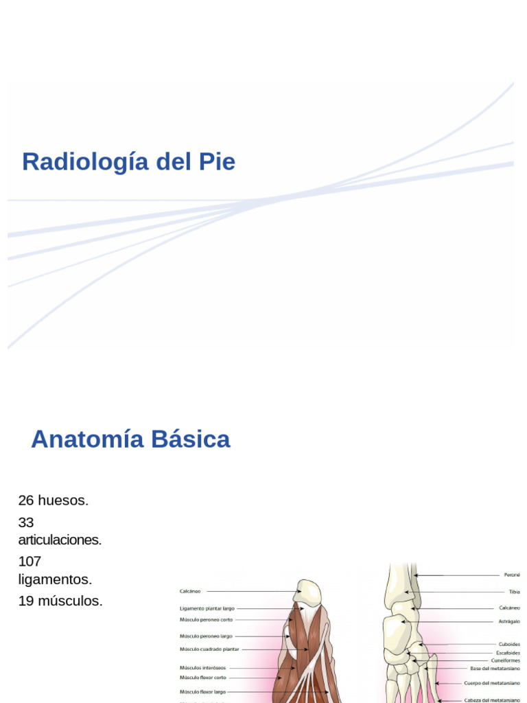 Proyección de Pie Decapitado en RX | PDF | Tobillo | Pie