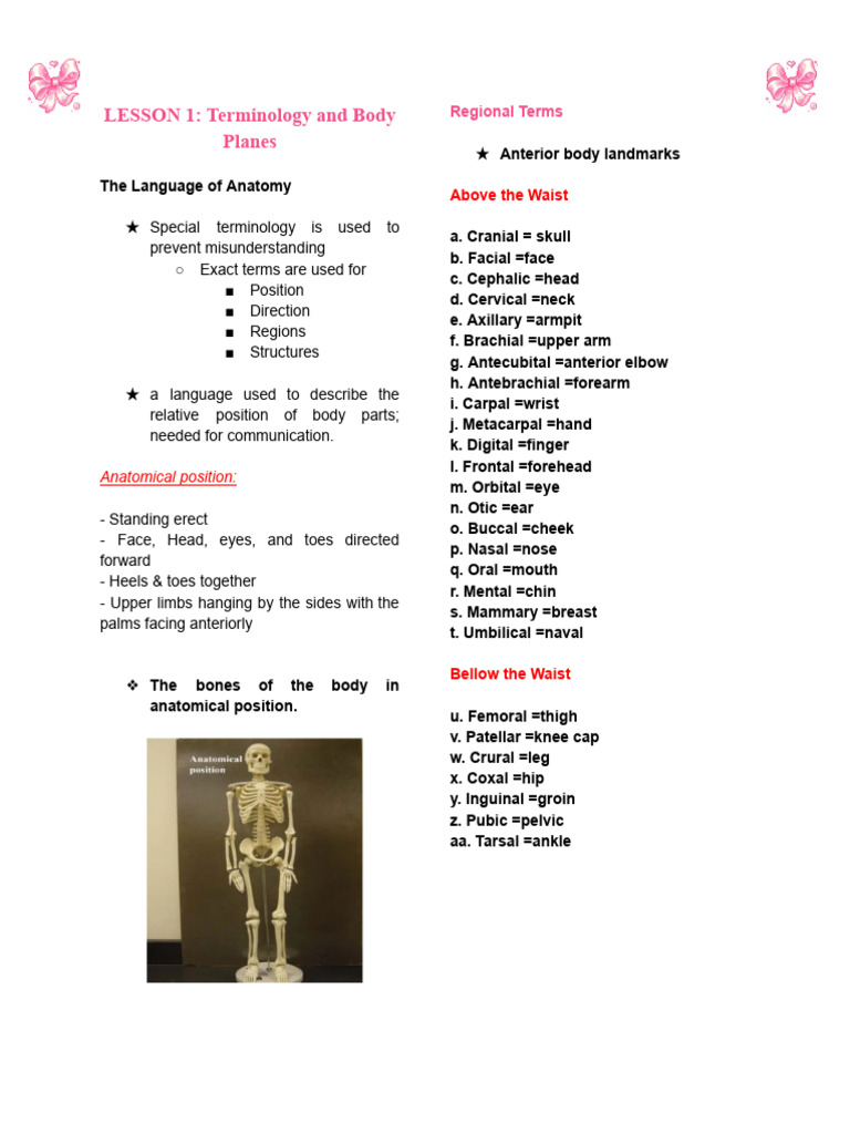 Anaphy Lab 1r | PDF | Anatomical Terms Of Location | Human Anatomy