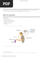 Knee Jerk Reflex Pathway Explained | PDF