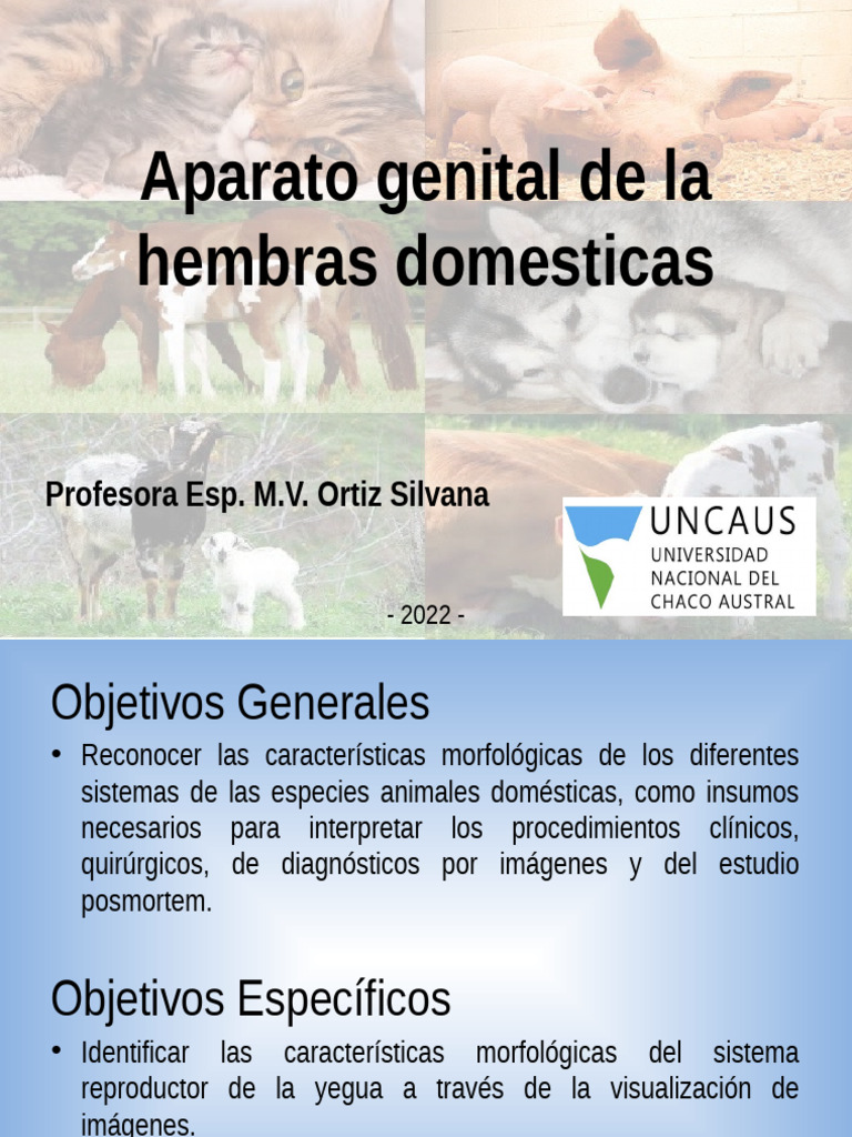 Aparato Reproductor de las hembras domesticas - Aula | PDF | Sistema ...