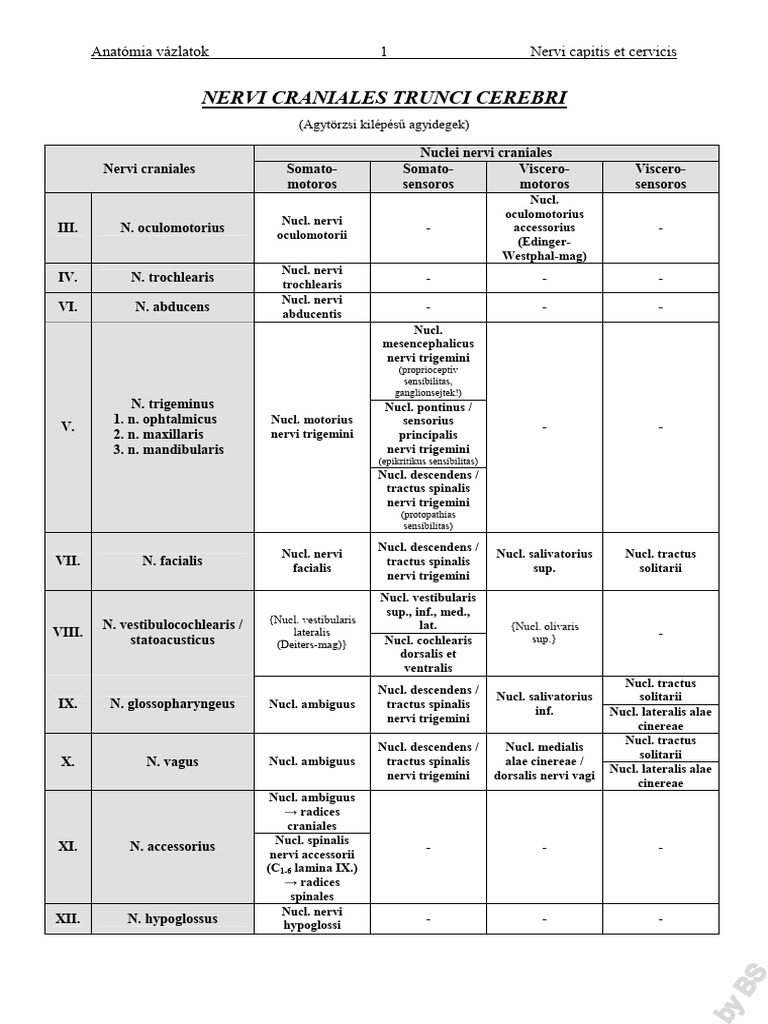 BS - Fej Nyak Agyidegek | PDF