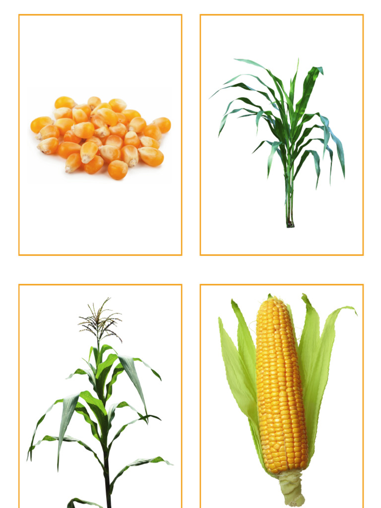 Jagung (Real) | PDF