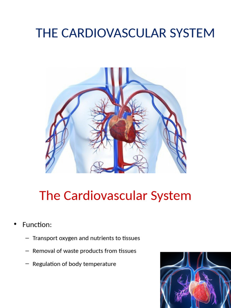 The Cardiovascular System | PDF | Circulatory System | Blood Pressure