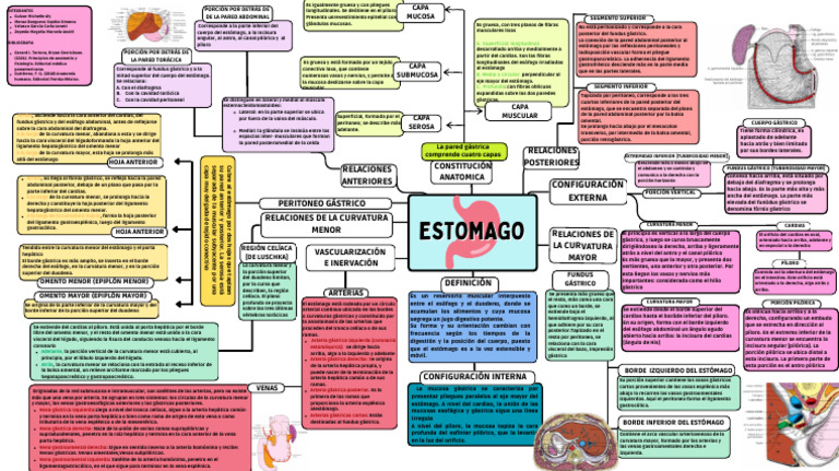 Anatomía del Estómago y sus Capas | PDF | Estómago | Abdomen