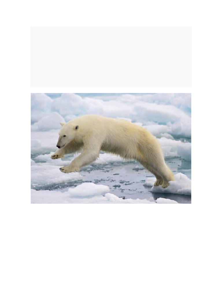 Polar Bear | PDF