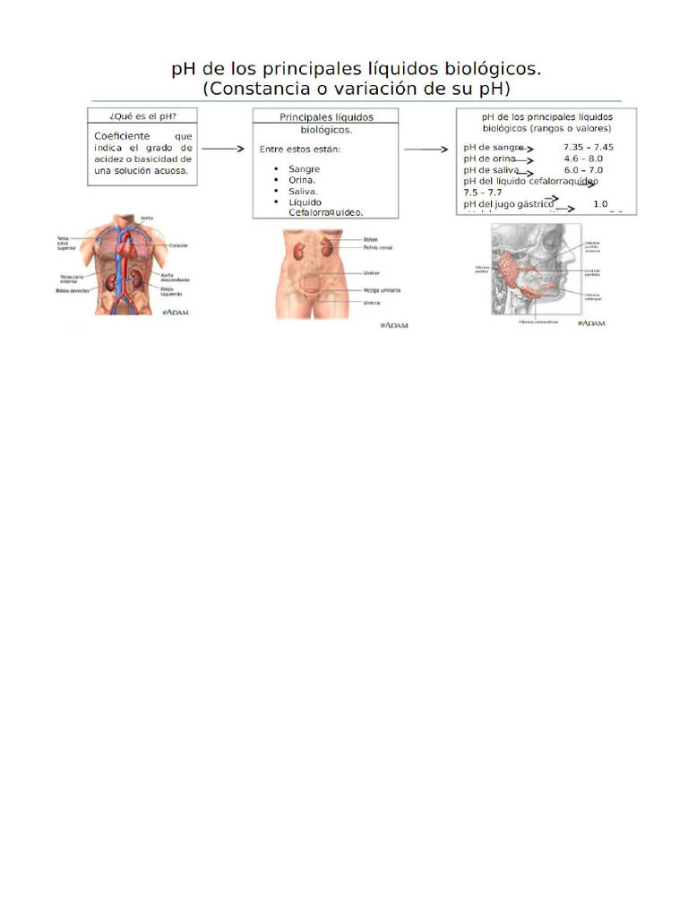 PH de Liquidos Biologicos | PDF