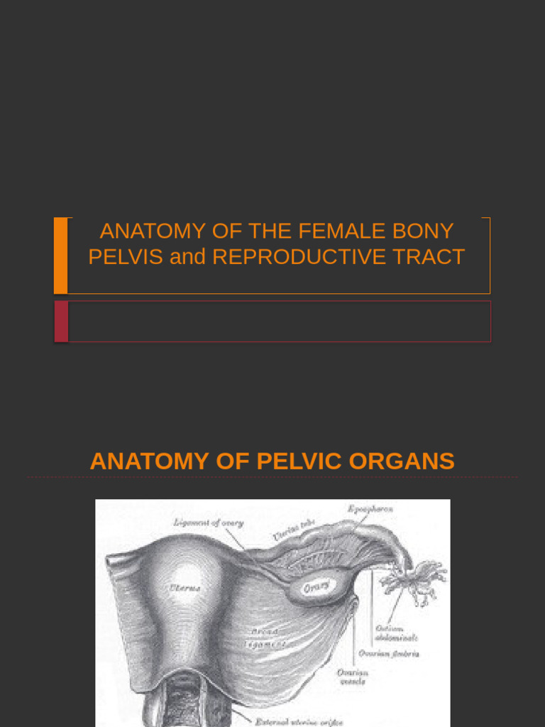 Anatomy of The Female Bony Pelvis and Fetal-2 | PDF | Pelvis | Uterus