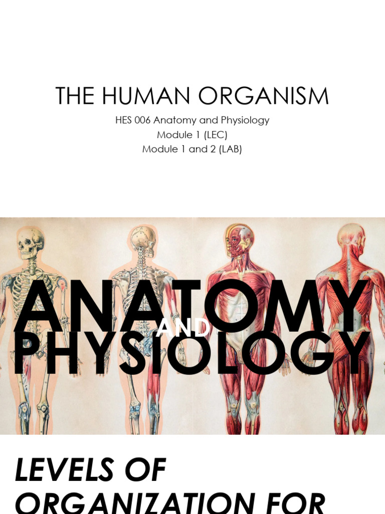 Au Hes 006 Module 1 Lec Anatomy and Physiology-2 | PDF | Anatomical ...