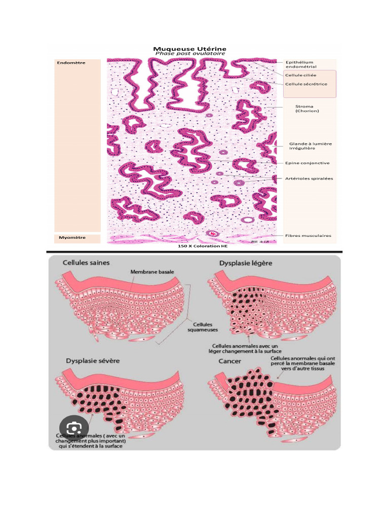 TP Anapath | PDF