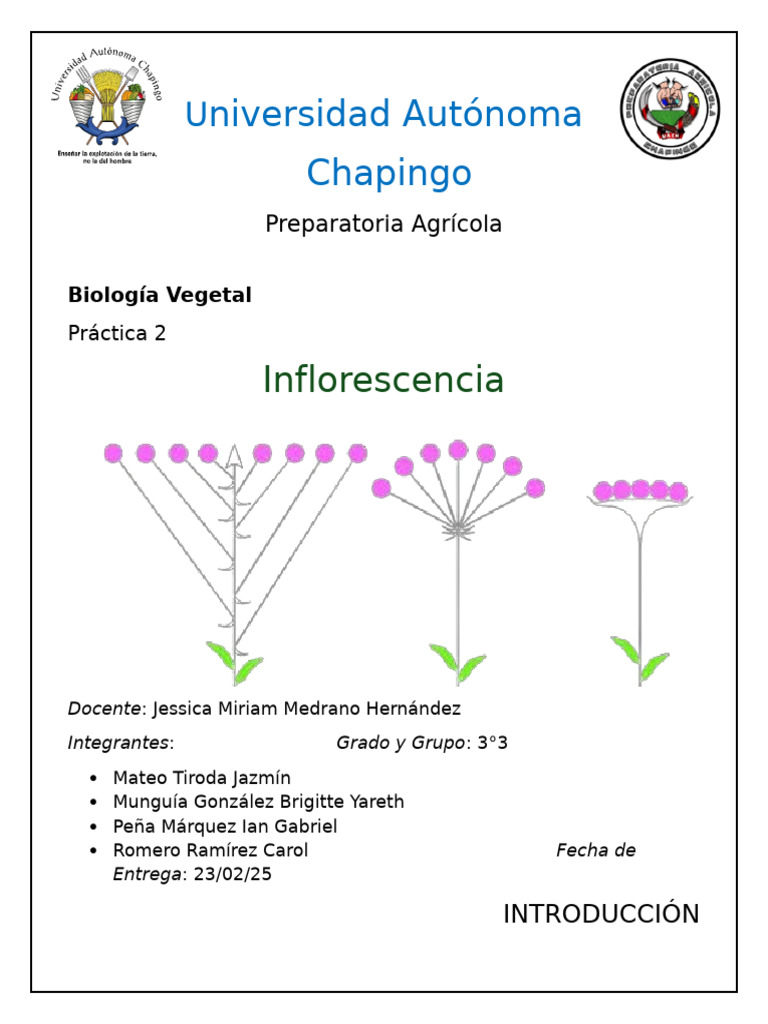 Práctica 2 - Inflorescencia | PDF | Botánica | Reproducción de plantas