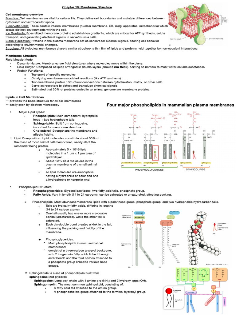 Membrane Structure and Function Overview | PDF | Cell Membrane | Lipid ...