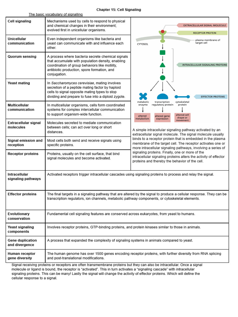 Understanding Cell Signaling Mechanisms | PDF | Cell Signaling | Signal ...